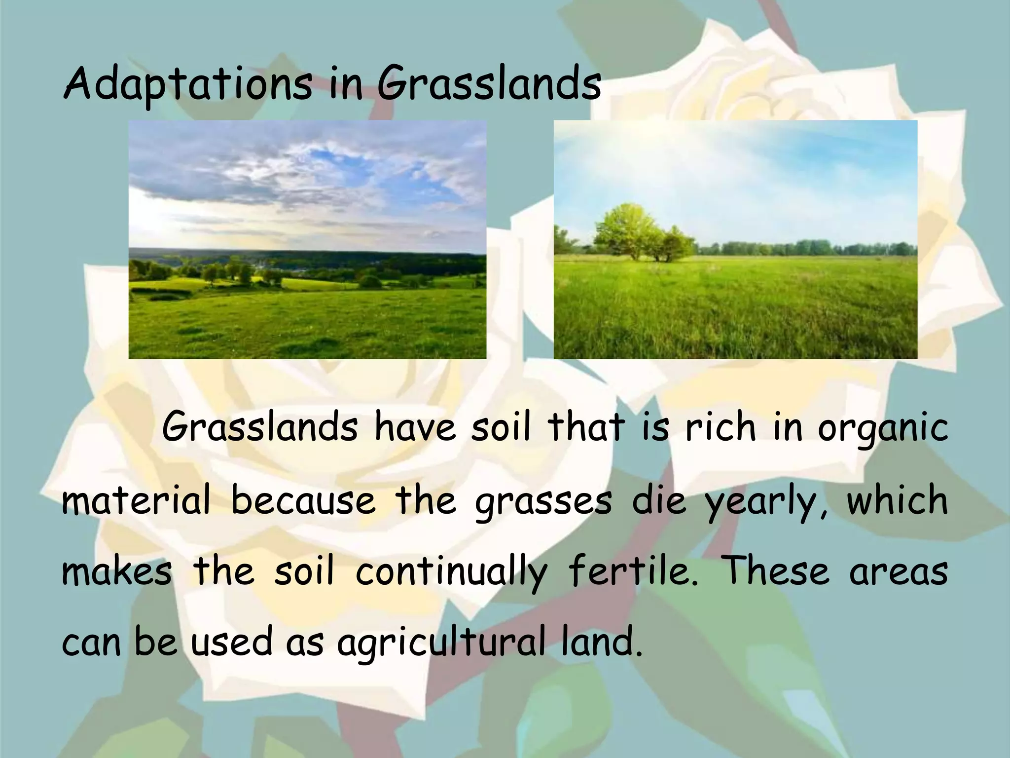 Plant adaptations | PPTX