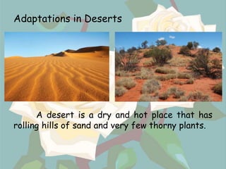 Plant adaptations | PPTX | Gardening | Home & Garden