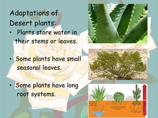 Plant adaptations | PPTX
