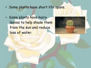 Plant adaptations | PPTX