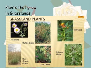 Grassland Plants