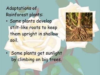 Plant adaptations | PPTX
