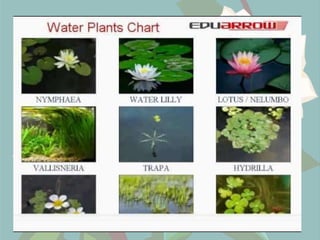 Water Plant Adaptations