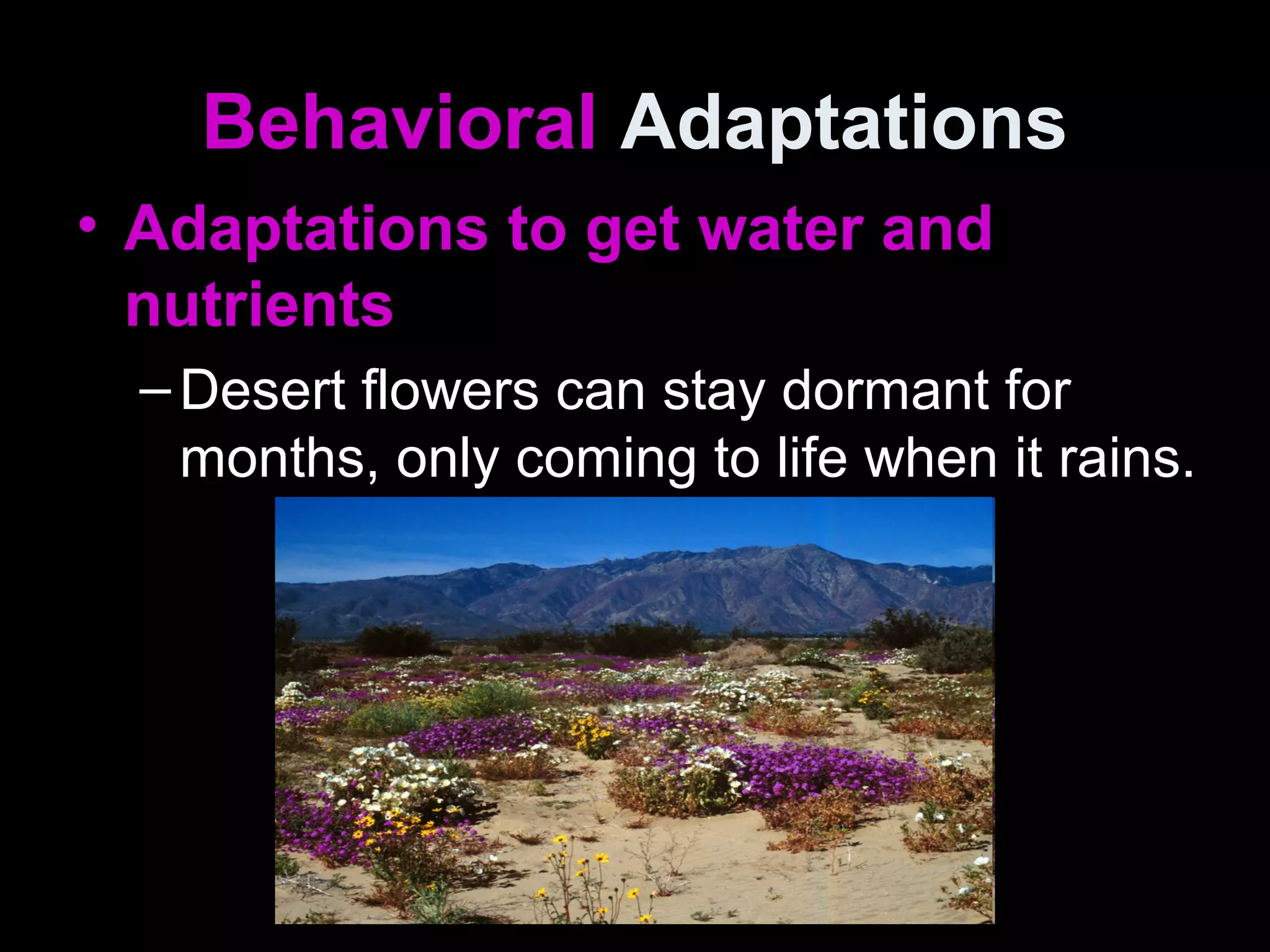 Plant adaptations | PPT
