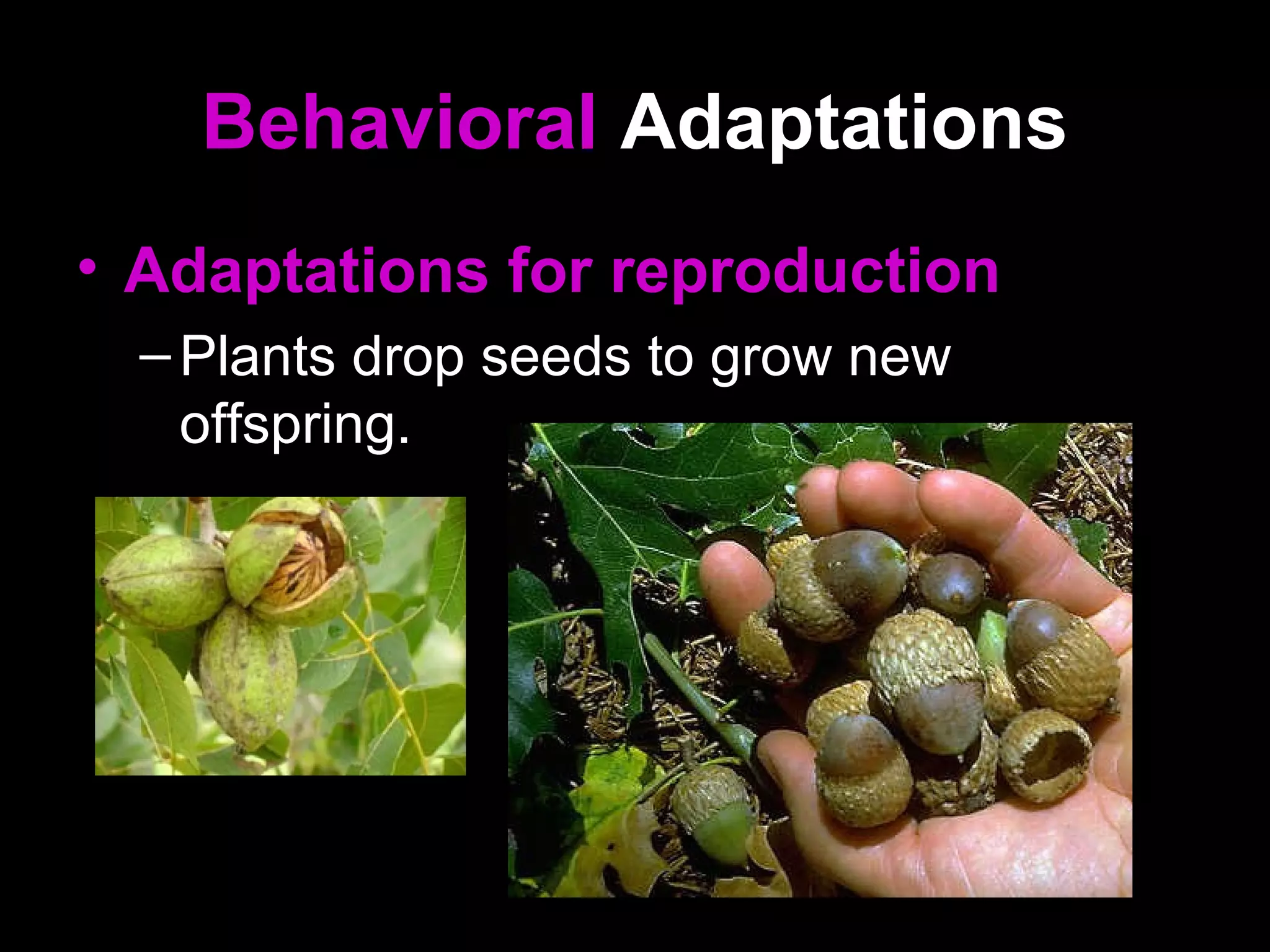 Plant adaptations | PPT