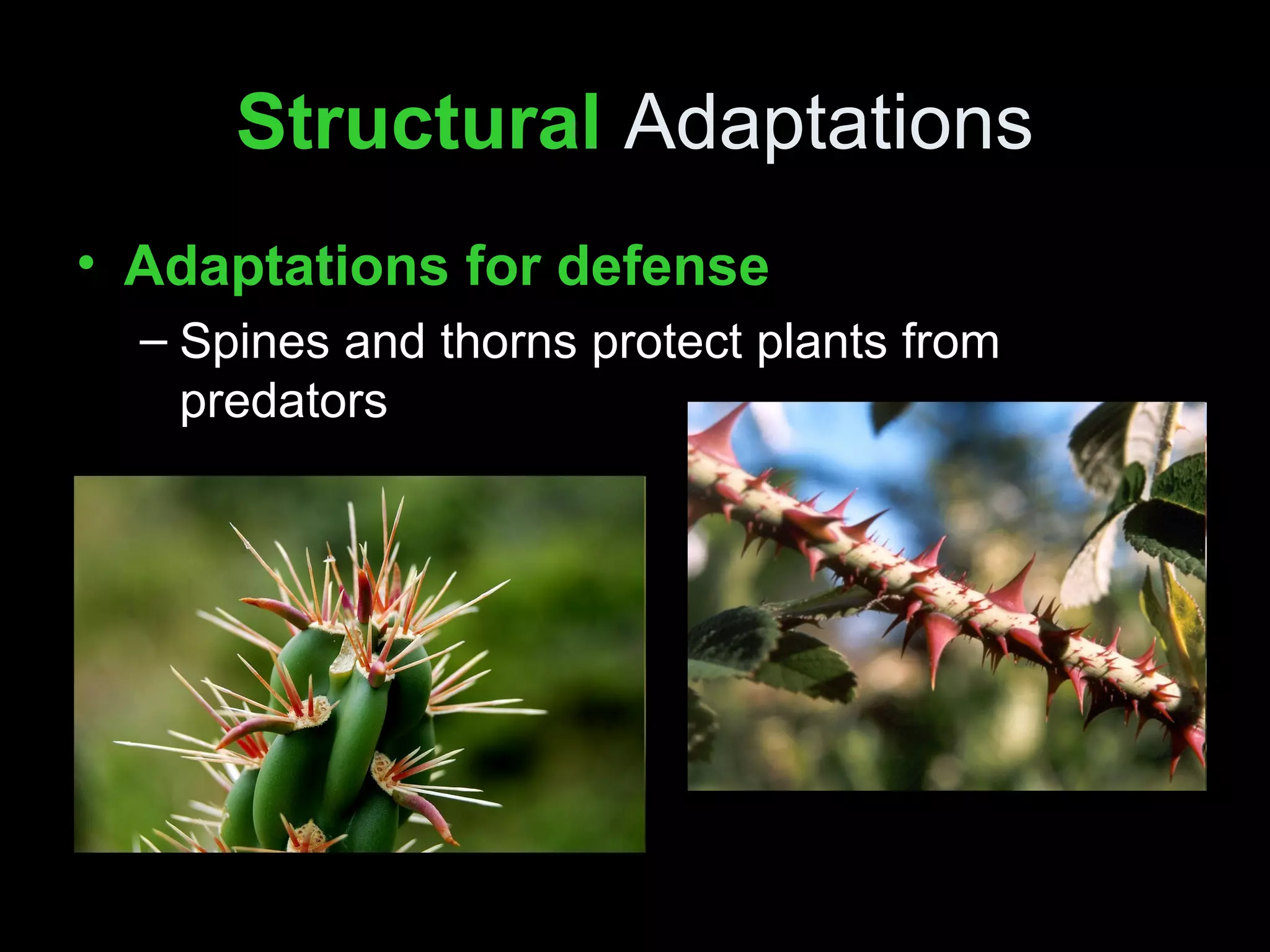 Plant adaptations | PPT