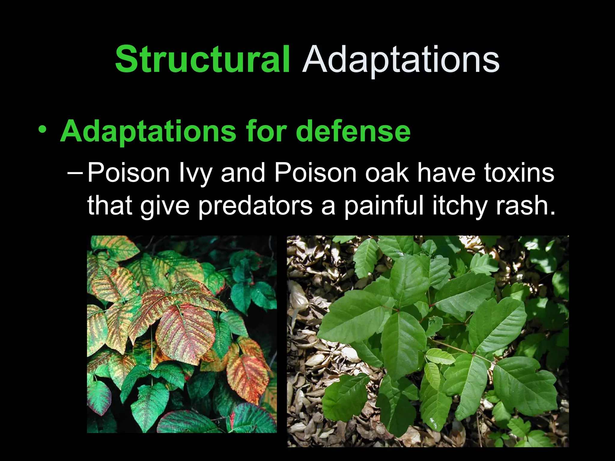Plant adaptations | PPT