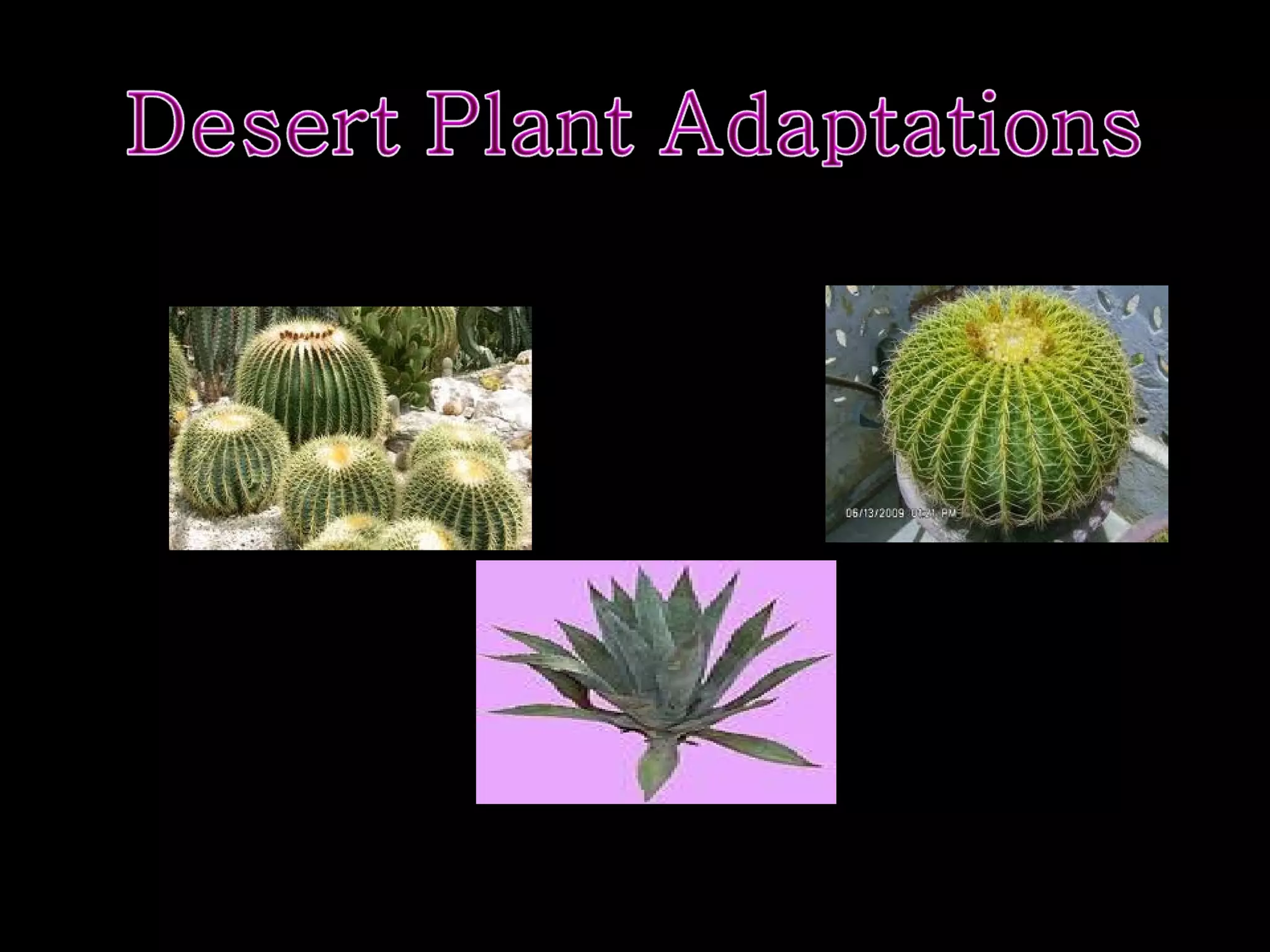 Plant adaptations | PPT