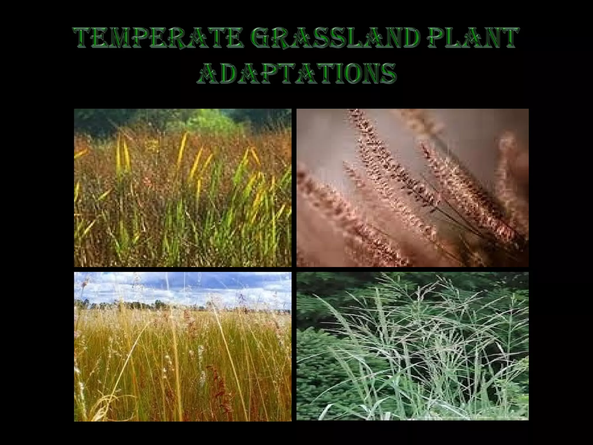 Plant adaptations | PPT