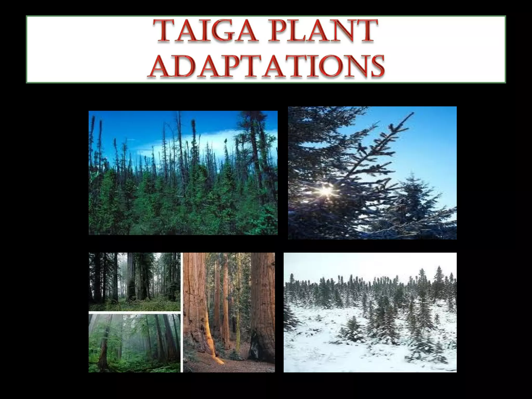 Plant adaptations | PPT
