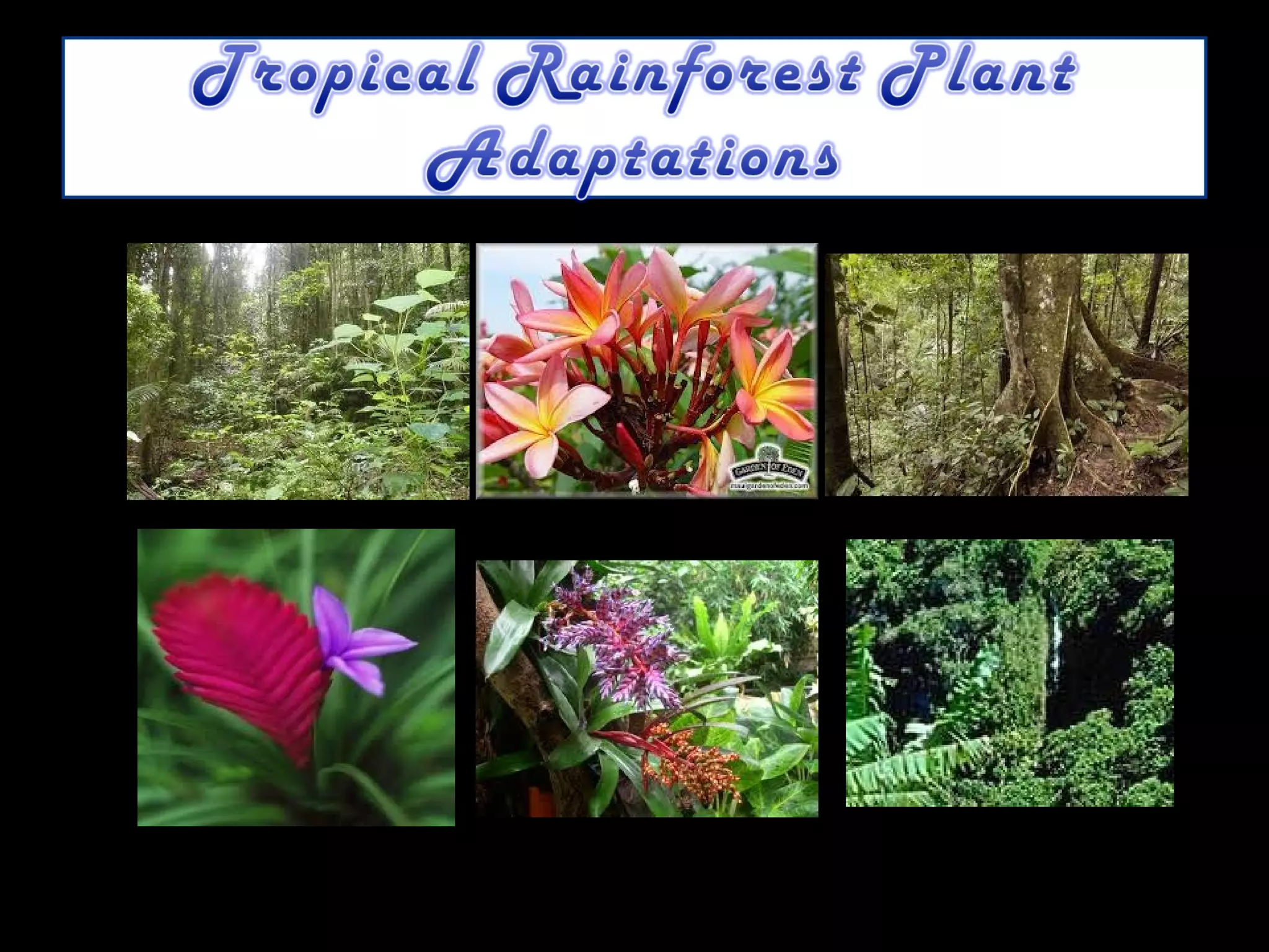 Plant adaptations | PPT