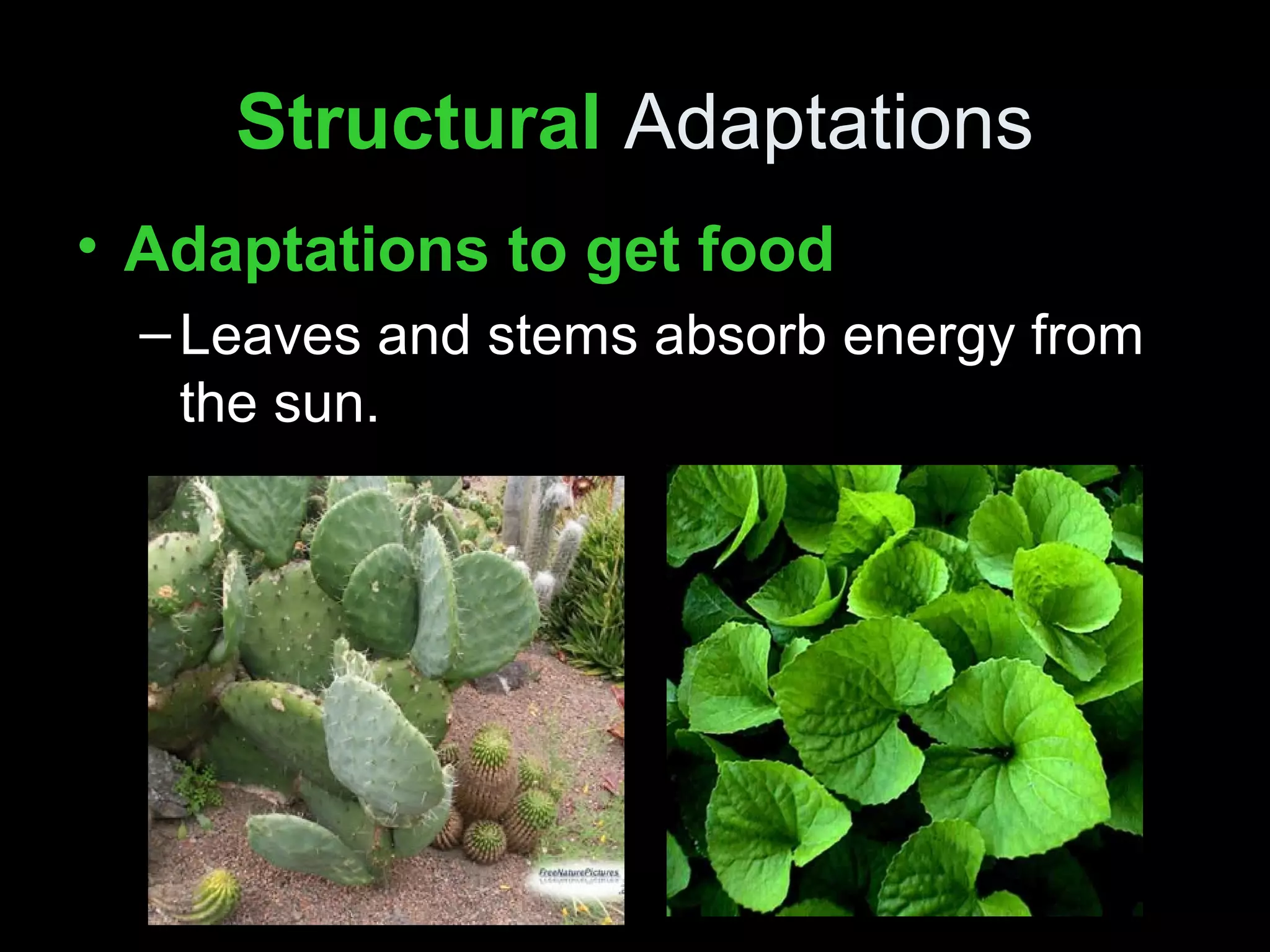 Plant adaptations | PPT