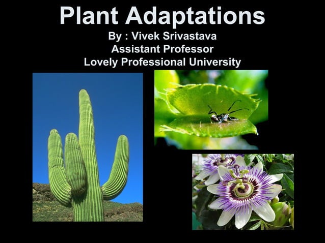 Plant adaptations | PPT | Gardening | Home & Garden