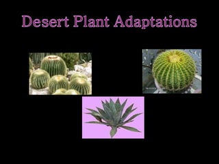 Plant adaptations | PPT