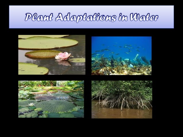 Plant adaptations | PPT | Gardening | Home & Garden