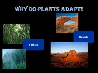 Plant adaptations | PPT