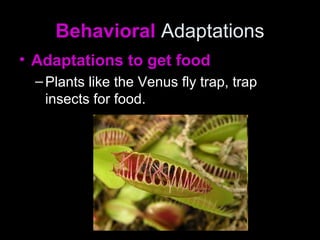 Plant Adaptations Of Plants Biology