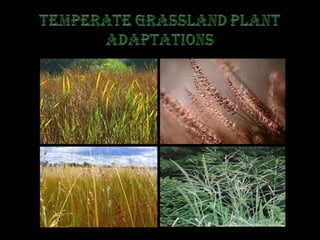 Grassland Plants Adaptations
