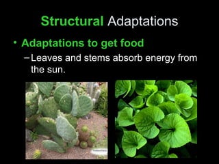 Plant Adaptations Of Plants Biology