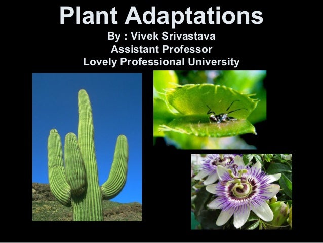 Plant Adaptation To Environment Biology Of Plants Plant Adaptations Plant Adaptation To Environment Biology Of Plants Plant Adaptations