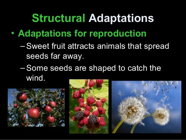 Plant Adaptations