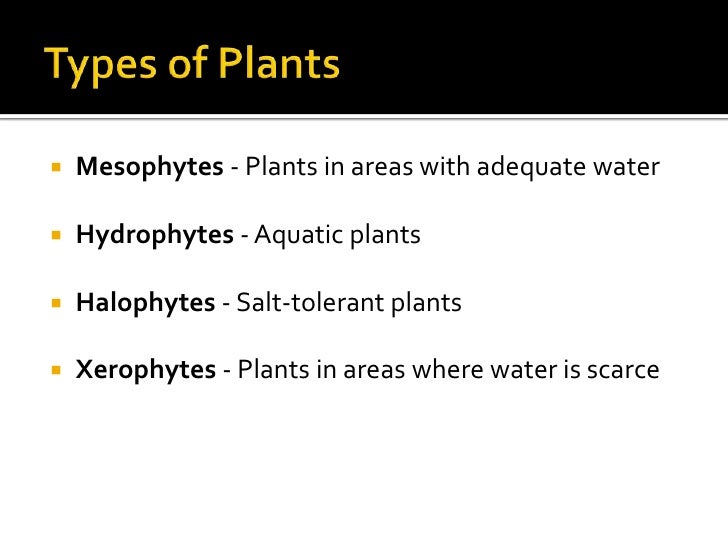 Mesophytes And Xerophytes