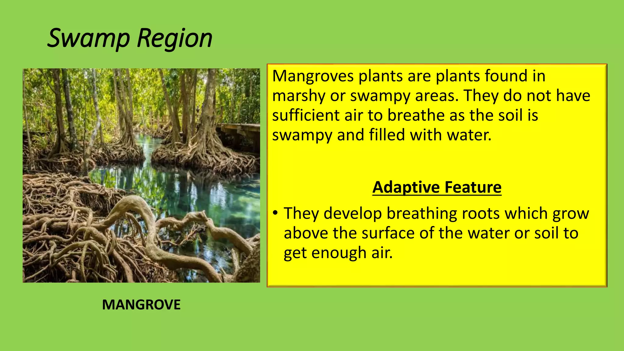 Plant Adaptations 2 | PPTX