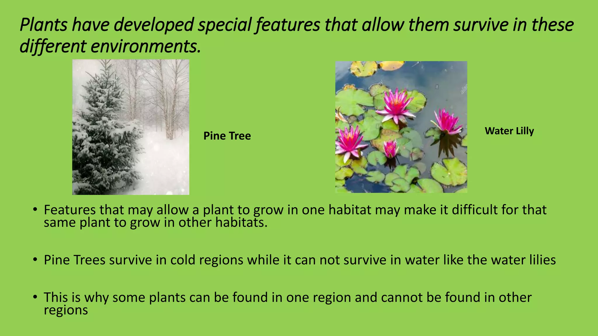 Plant Adaptations 2 | PPTX