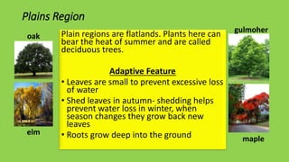 Plant Adaptations 2 | PPTX
