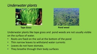 Plant Adaptations 2 | PPTX
