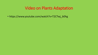 Plant Adaptations 2 | PPTX