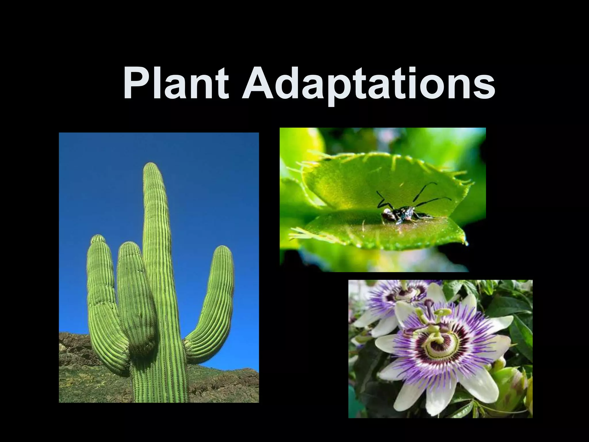 Ecological Adaptations Of Desert Plants Ppt Yecora Region
