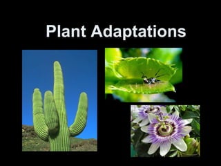 Plant adaptations ppt | PPT