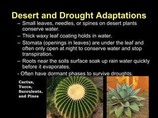 Plant adaptations ppt | PPT