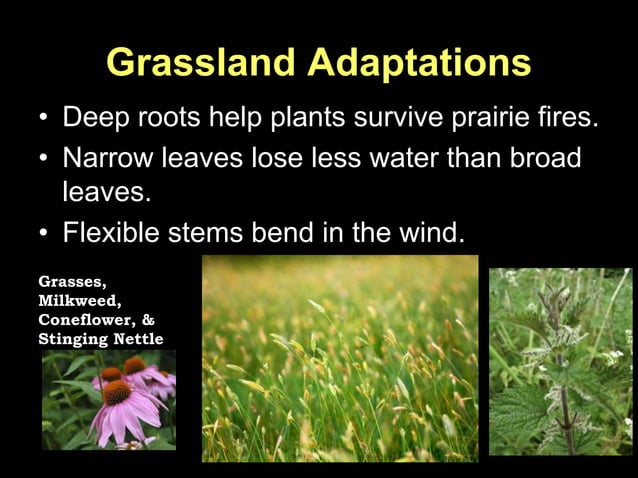 Plant adaptations ppt | PPT