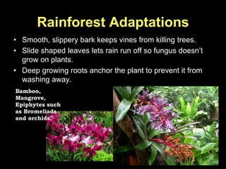 Plant adaptations ppt | PPT