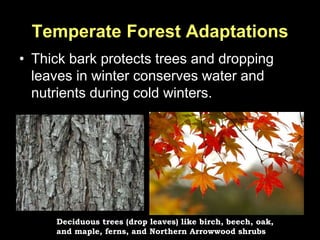 Plant adaptations ppt | PPT