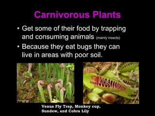 Plant adaptations ppt | PPT