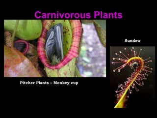 Plant adaptations ppt | PPT