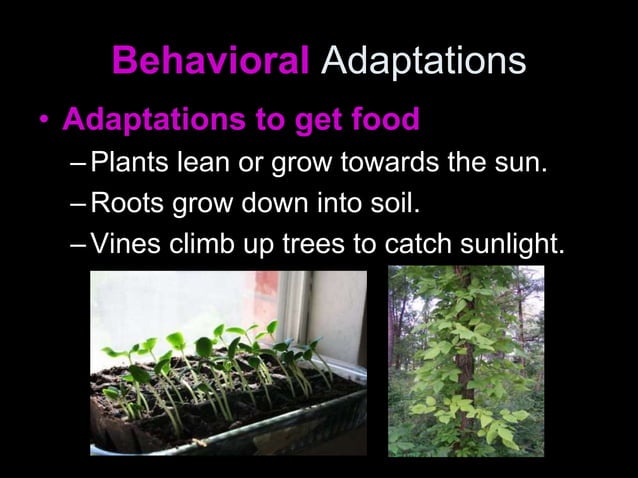 Plant adaptations ppt | PPT