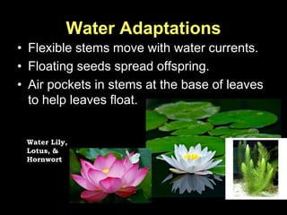 Plant adaptations ppt | PPT