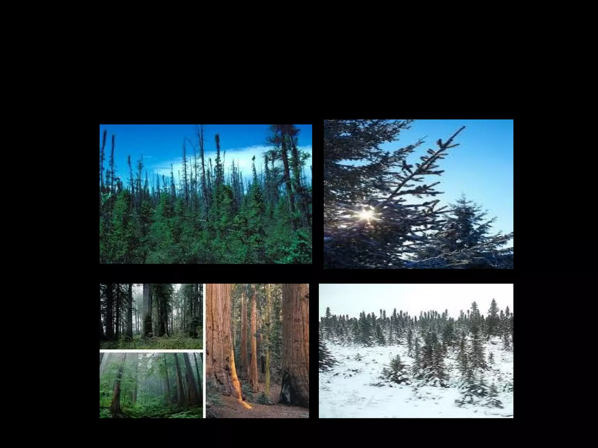 Plants adaptations presentation for kids | PPT