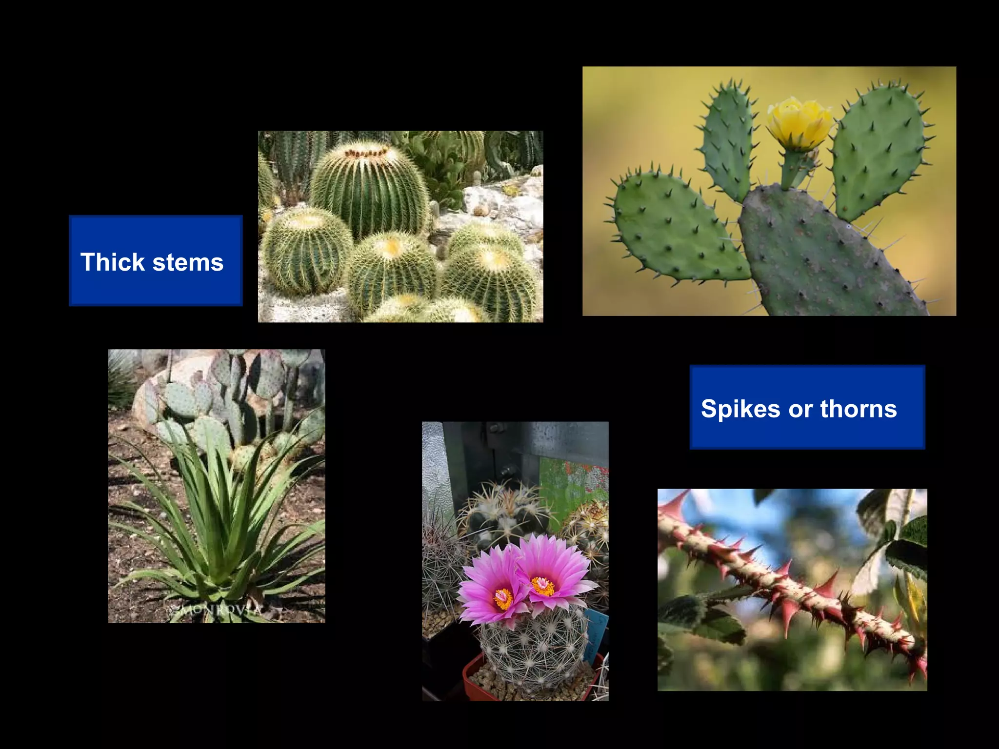 Plants adaptations presentation for kids | PPT