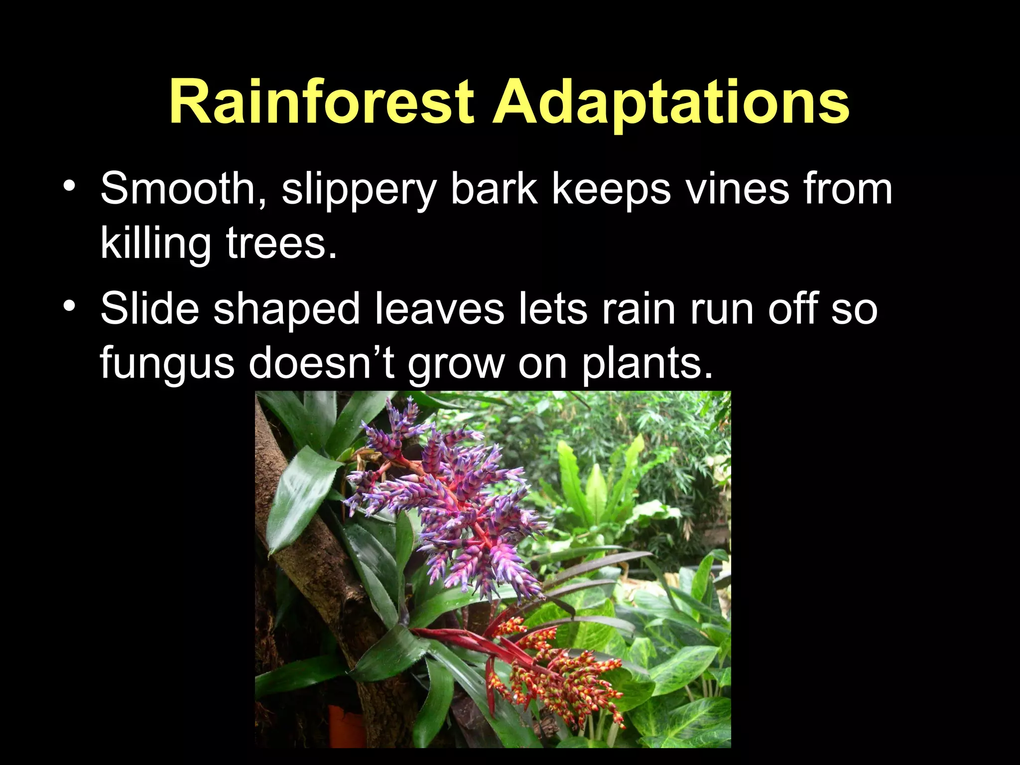 Plants adaptations presentation for kids | PPT