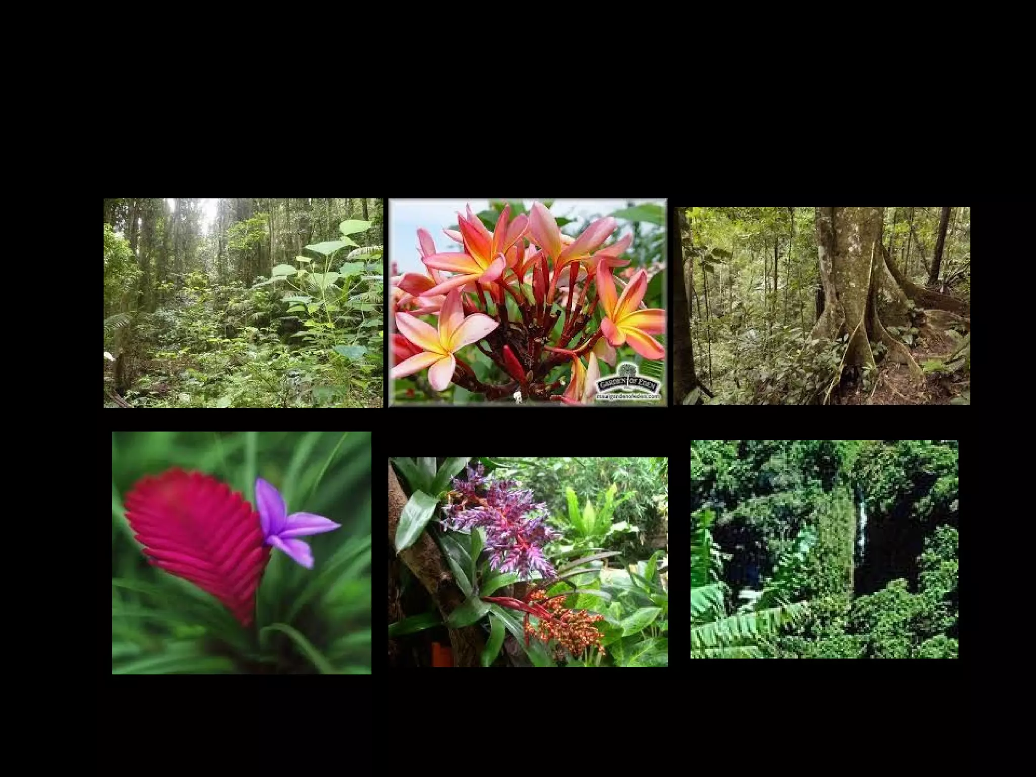 Plants adaptations presentation for kids | PPT