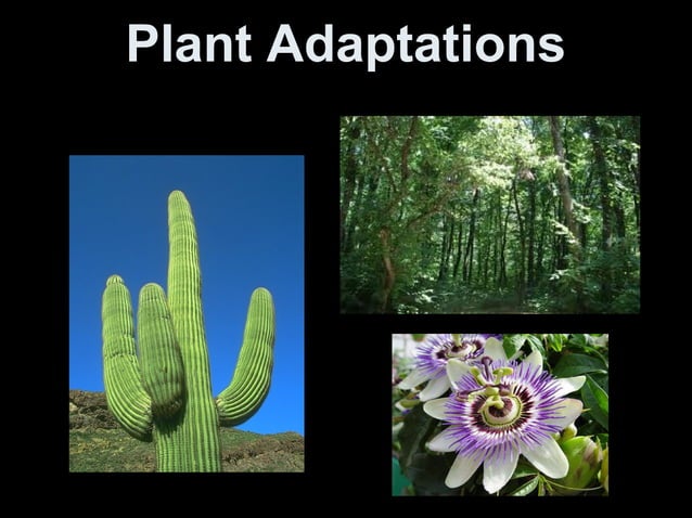Plants adaptations presentation for kids | PPT | Gardening | Home & Garden