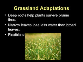 Plants adaptations presentation for kids | PPT