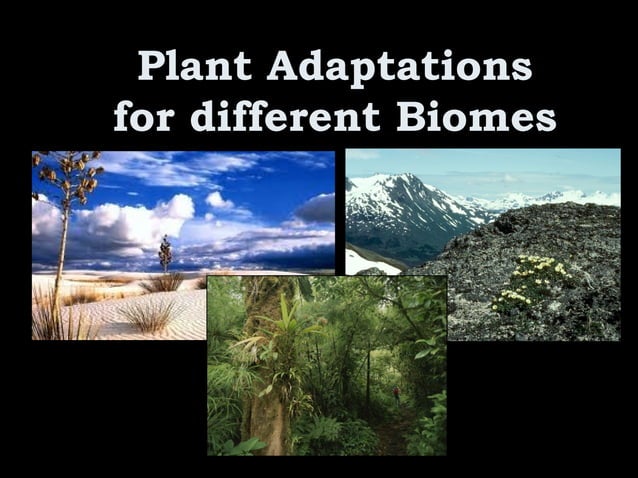 Plants adaptations presentation for kids | PPT | Gardening | Home & Garden