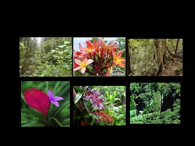 Plants adaptations presentation for kids | PPT | Gardening | Home & Garden