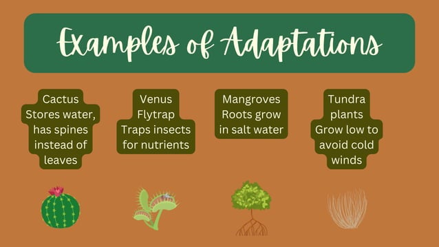 Structural, Behavioral, Physiological Plant Adaptations (5th Grade ...